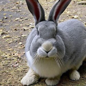 The Basics of Flemish Giant Rabbit Breeding - A Beginner's Guide ...